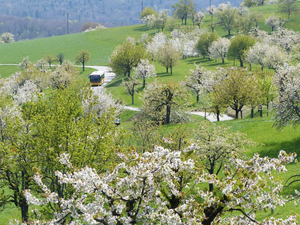 11 beautiful spring flower blossoms spots in Switzerland - Family Earth ...