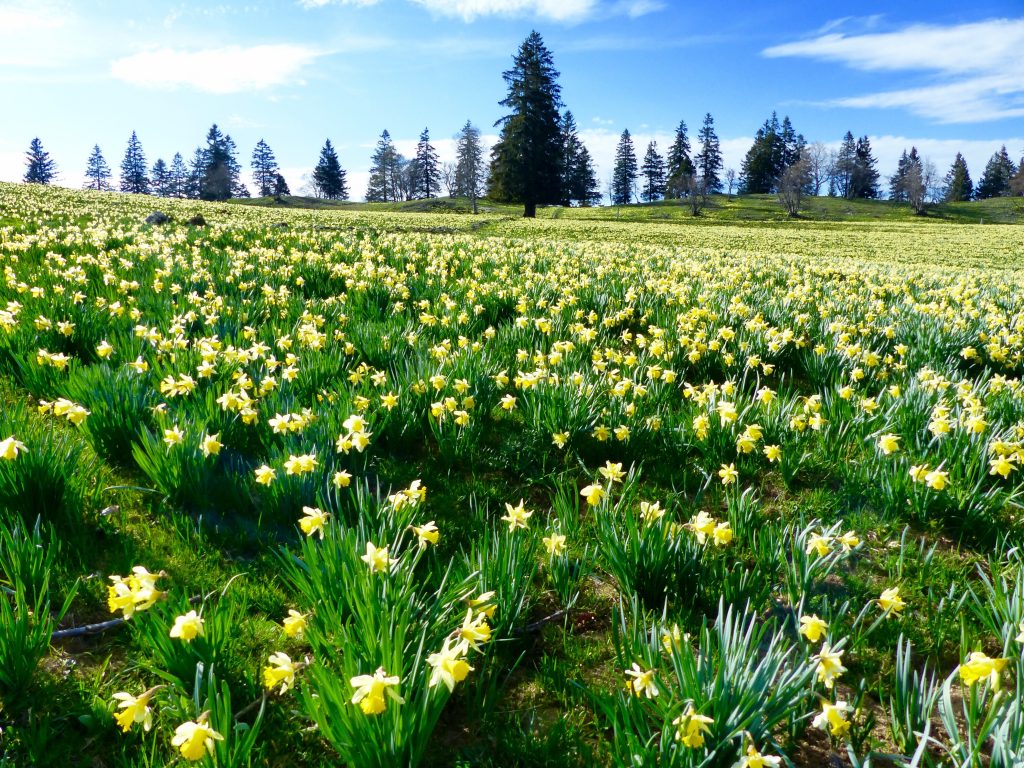 11 beautiful spring flower blossoms spots in Switzerland - Family Earth ...