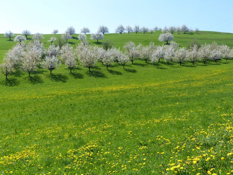 11 beautiful spring flower blossoms spots in Switzerland - Family Earth ...
