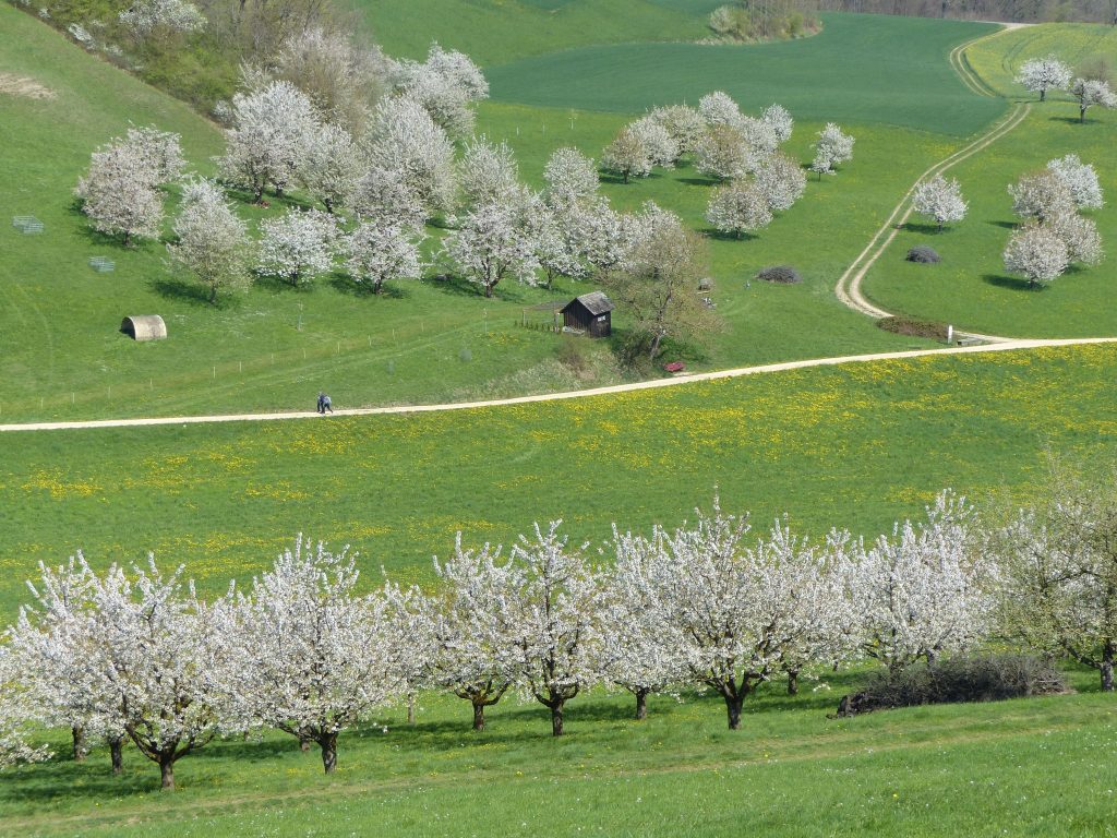 11 beautiful spring flower blossoms spots in Switzerland - Family Earth ...