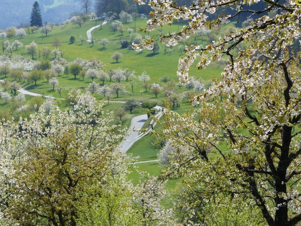 11 beautiful spring flower blossoms spots in Switzerland - Family Earth ...