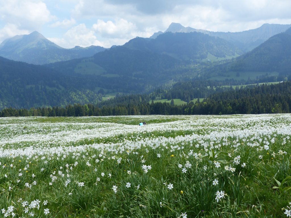 11 beautiful spring flower blossoms spots in Switzerland - Family Earth ...