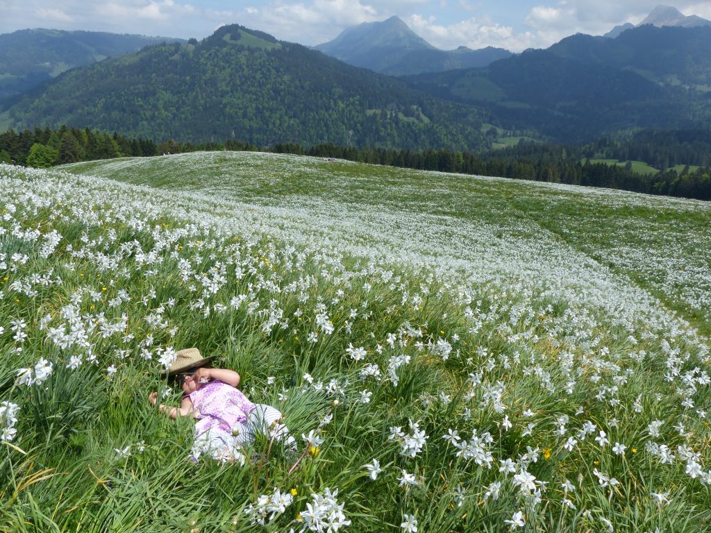 11 beautiful spring flower blossoms spots in Switzerland - Family Earth ...