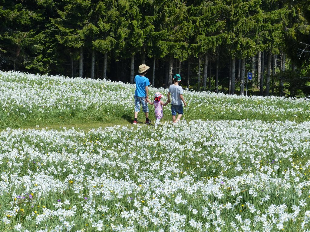 11 beautiful spring flower blossoms spots in Switzerland - Family Earth ...