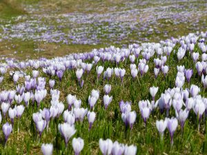 11 beautiful spring flower blossoms spots in Switzerland – Family Earth ...