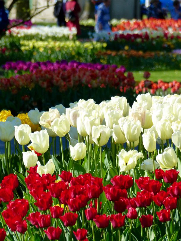 11 beautiful spring flower blossoms spots in Switzerland – Family Earth ...