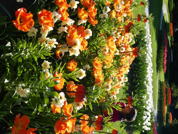 11 beautiful spring flower blossoms spots in Switzerland – Family Earth ...