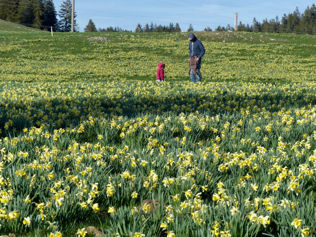 11 beautiful spring flower blossoms spots in Switzerland – Family Earth ...