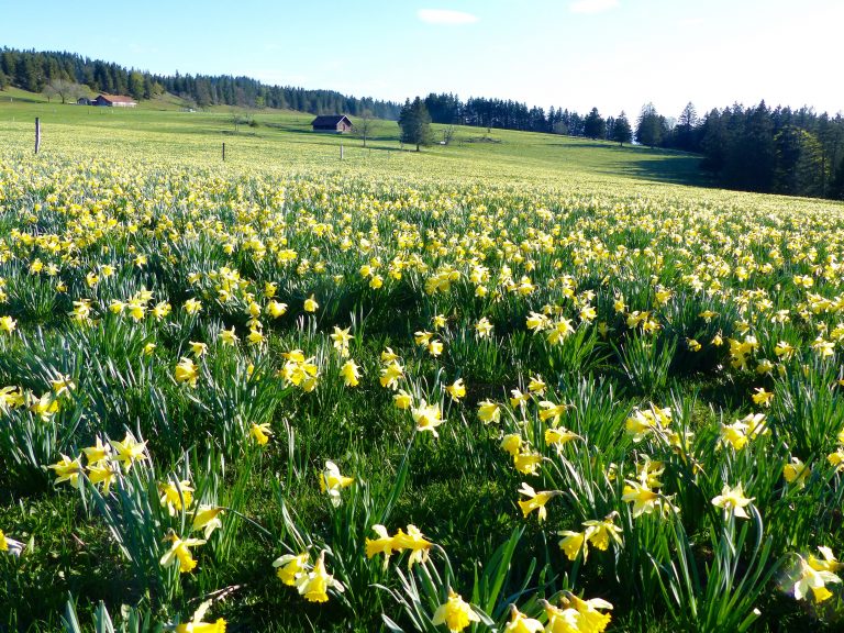 11 beautiful spring flower blossoms spots in Switzerland – Family Earth ...